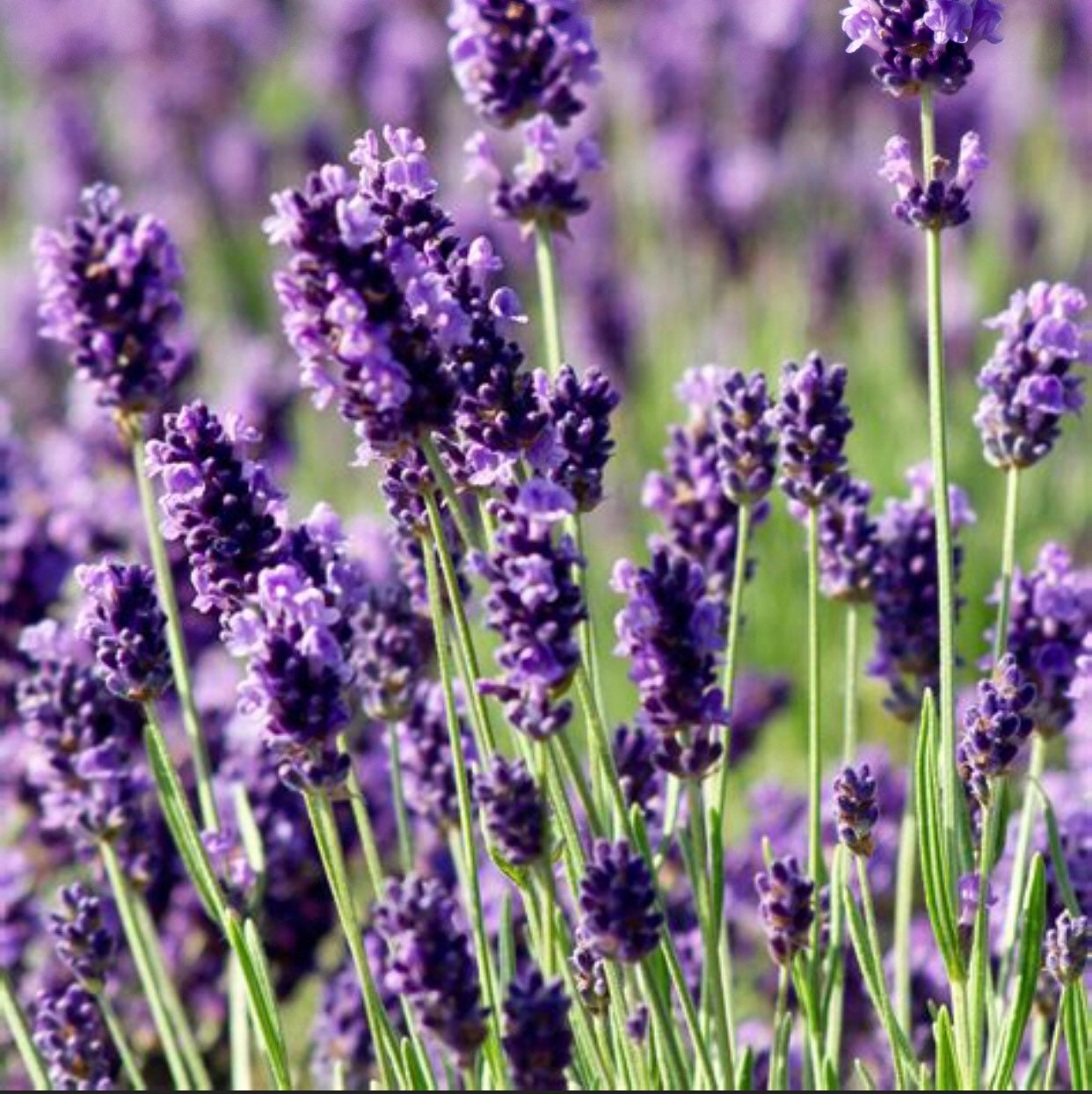 Munstead Lavender Seeds - Etsy