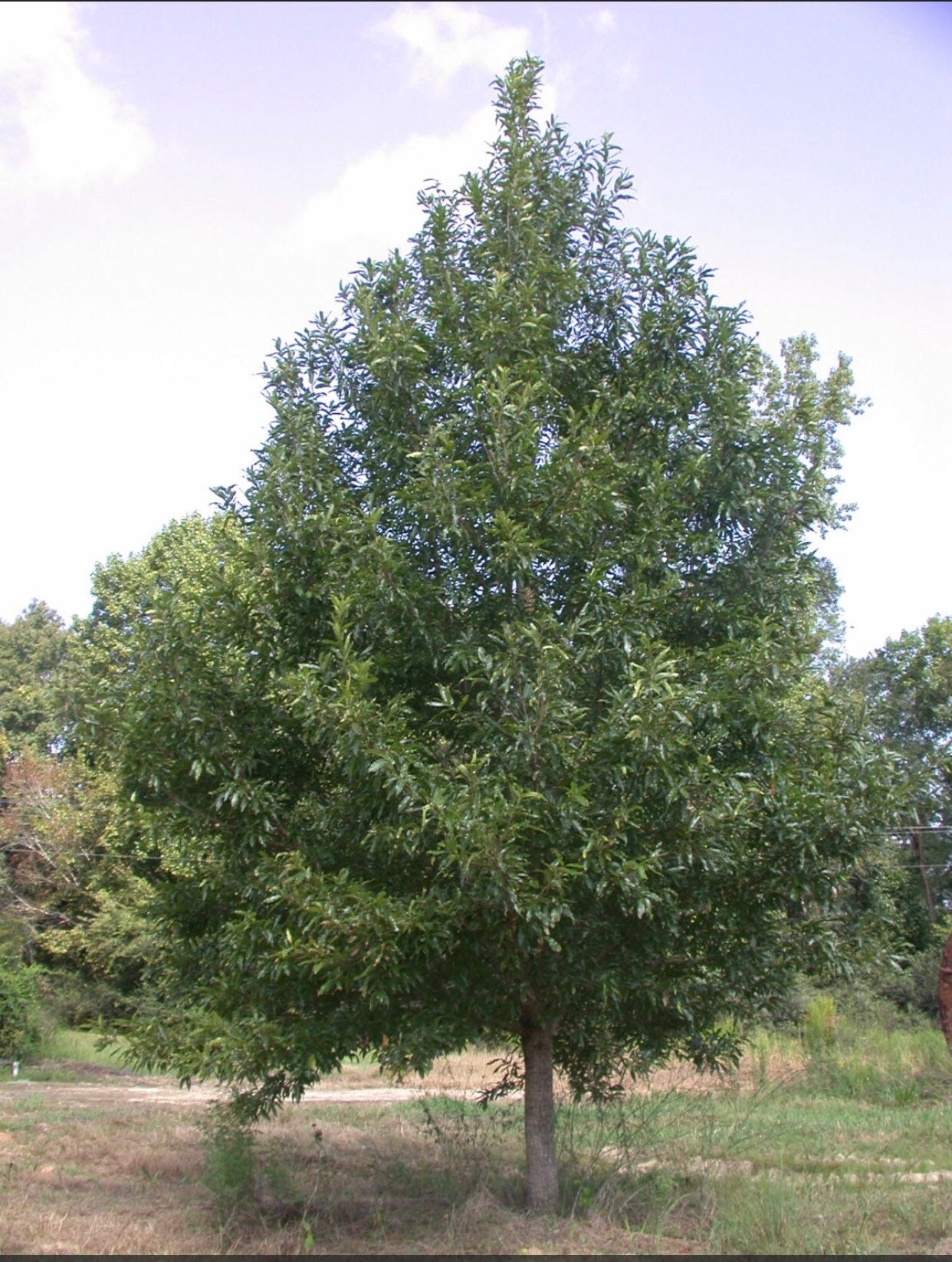 Sawtooth Oak Tree Seeds - Etsy