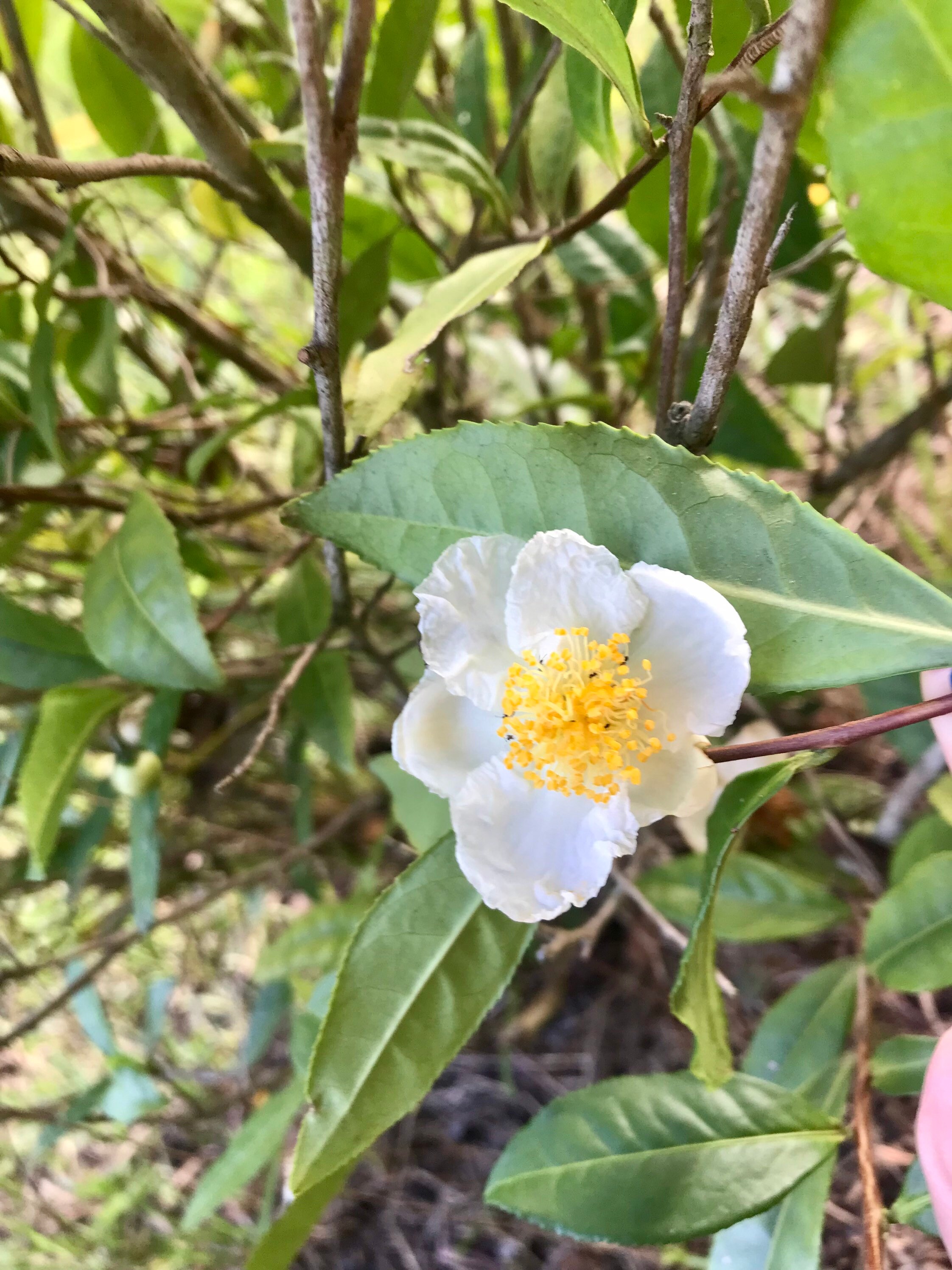 Tea Plant Seeds - Etsy