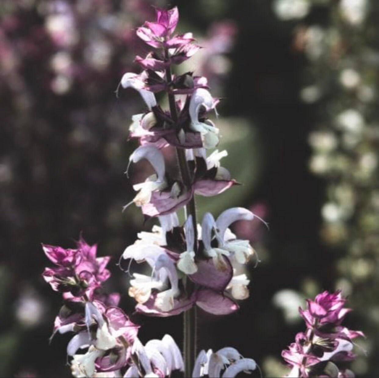 Clary Sage Seeds - Etsy