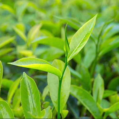 Camellia Sinensis live Tea Plant Propagated From Plants at - Etsy