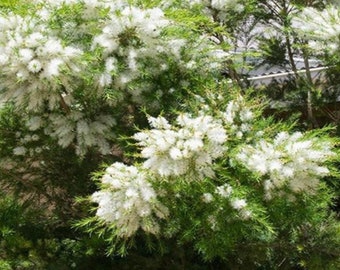 Melaleuca Alternifolia Australian Tea Tree Live Plant in 2.5 Inch Pot ...