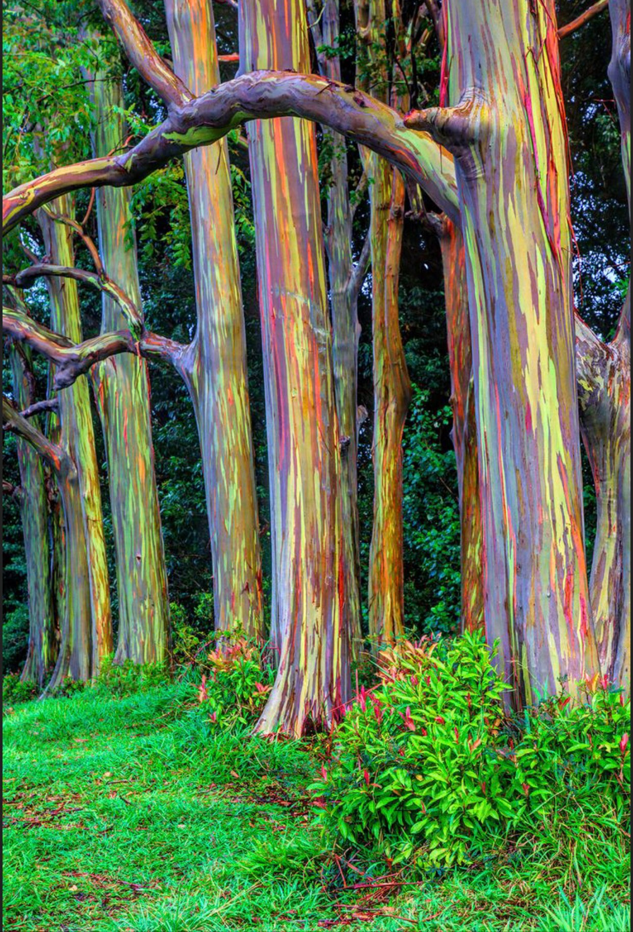Rainbow Eucalyptus Tree Seeds - Etsy