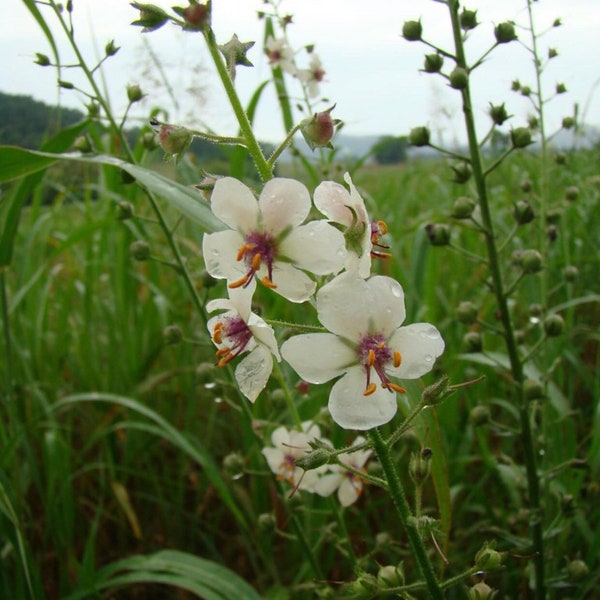 Mullein Plant - Etsy