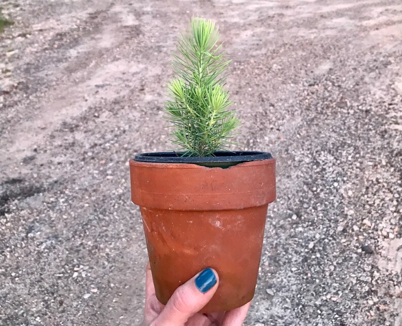 Piñón Pine Nut Tree Seeds - Etsy