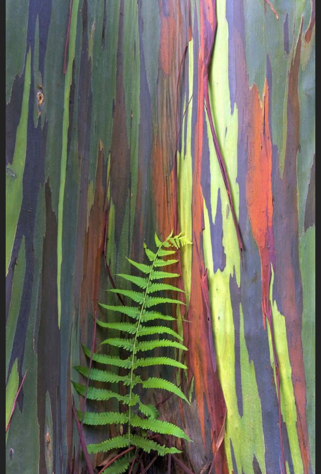 Rainbow Eucalyptus Tree Seeds - Etsy