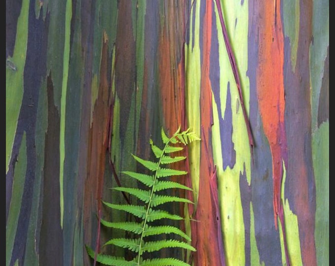 Rainbow Eucalyptus Tree Seeds - Etsy