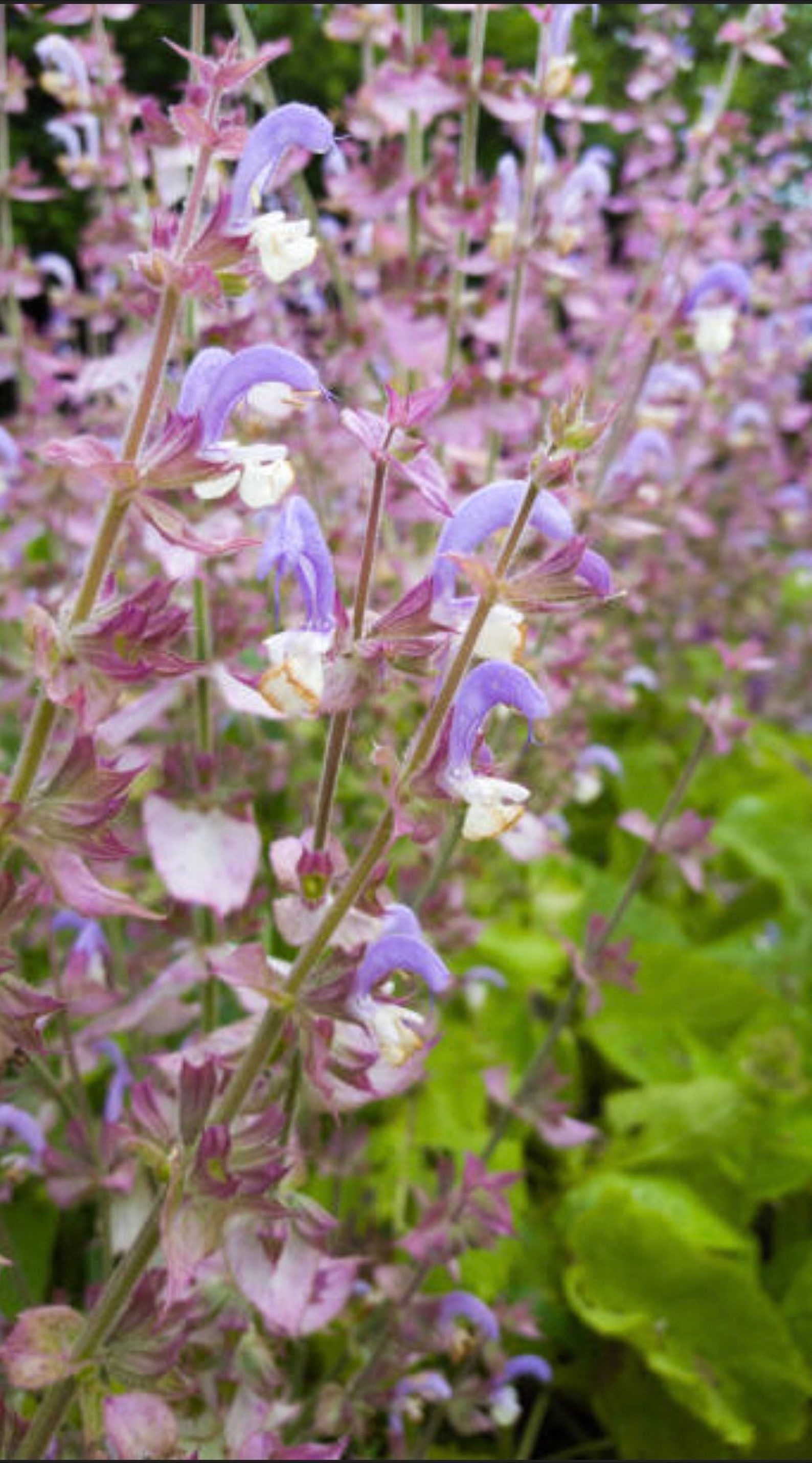 Clary Sage Seeds - Etsy