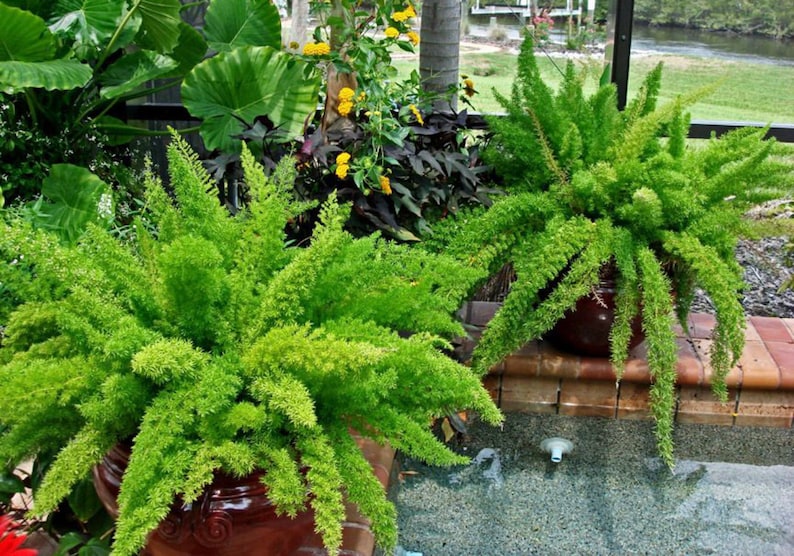 Foxtail Fern Seeds - Etsy