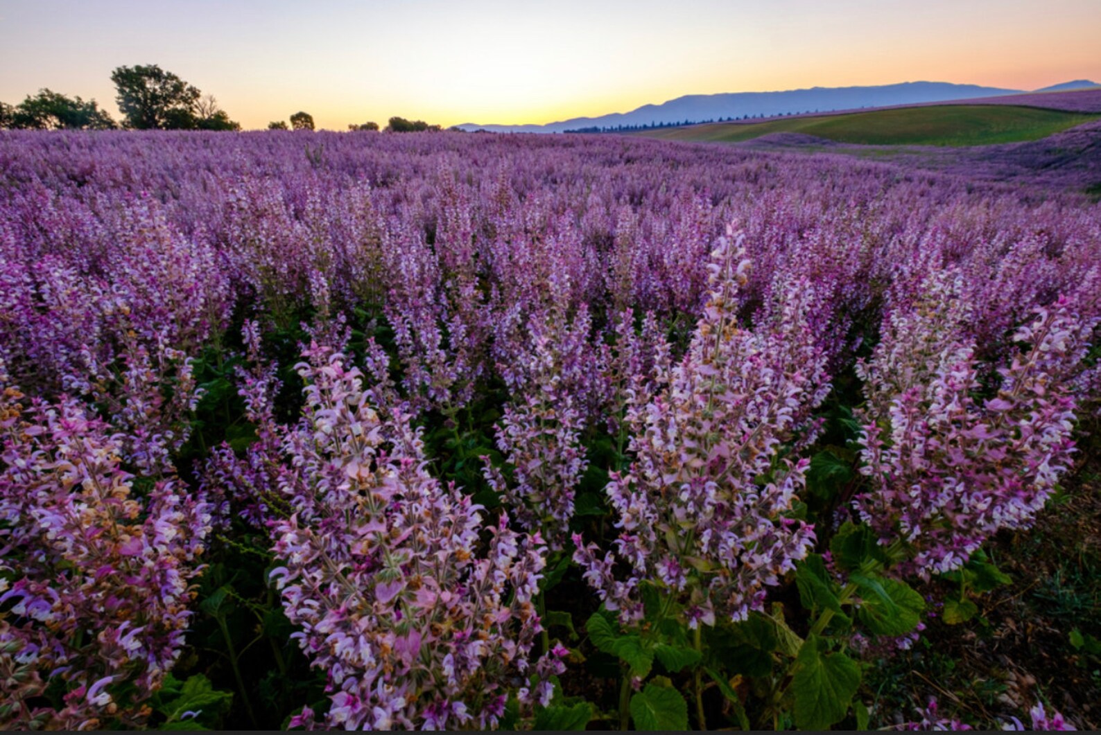 Clary Sage Seeds - Etsy