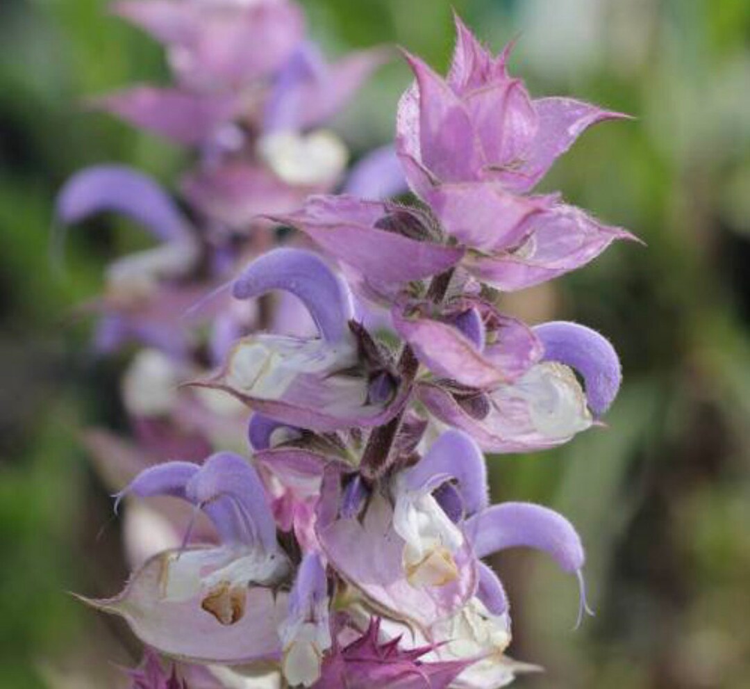 Clary Sage Seeds - Etsy