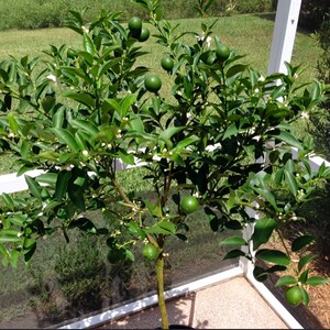 Key Lime Tree Seeds - Etsy