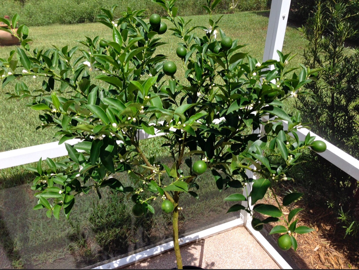 Key Lime Tree Seeds - Etsy