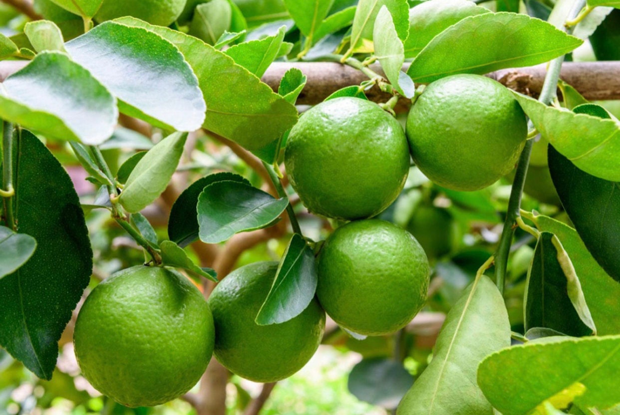 Key Lime Tree Seeds - Etsy