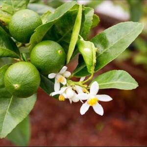 Key Lime Tree Seeds - Etsy