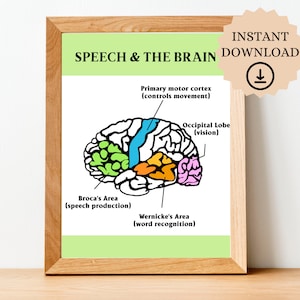 Printable Speech Brain Poster, Brain Anatomy for Speech and Language ...