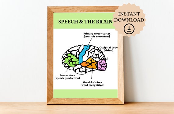 Printable Speech Brain Poster Brain Anatomy for Speech and - Etsy