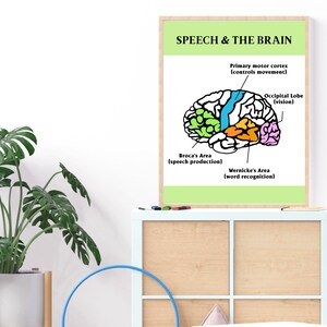 Printable Speech Brain Poster, Brain Anatomy for Speech and Language ...