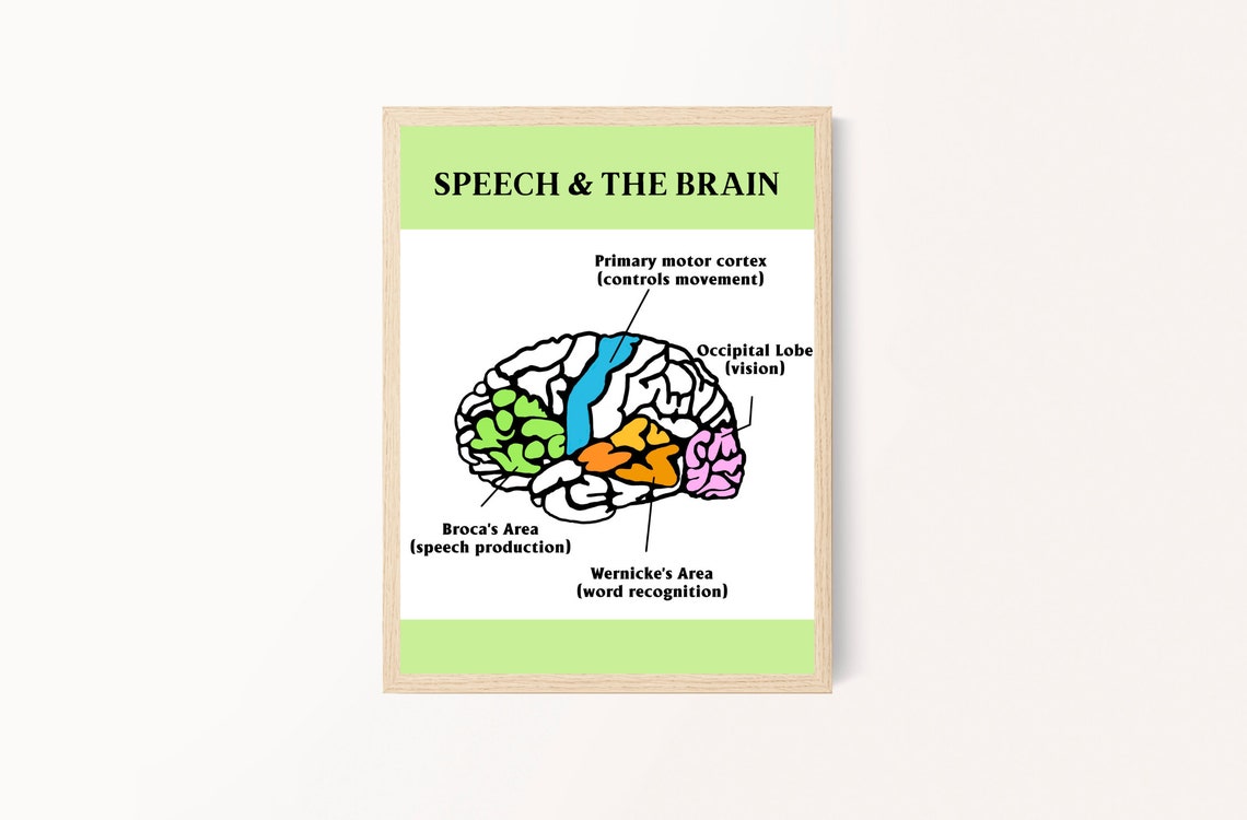Printable Speech Brain Poster Brain Anatomy for Speech and - Etsy