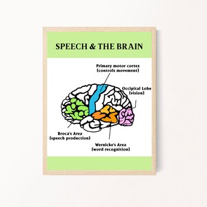 Printable Speech Brain Poster, Brain Anatomy for Speech and Language ...