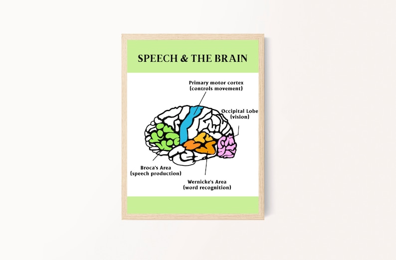 Printable Speech Brain Poster Brain Anatomy for Speech and - Etsy