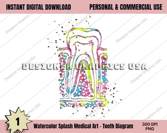 Zahn PNG Aquarell Zahn Kunst PNG Human Medical Anatomy PNG - Etsy.de