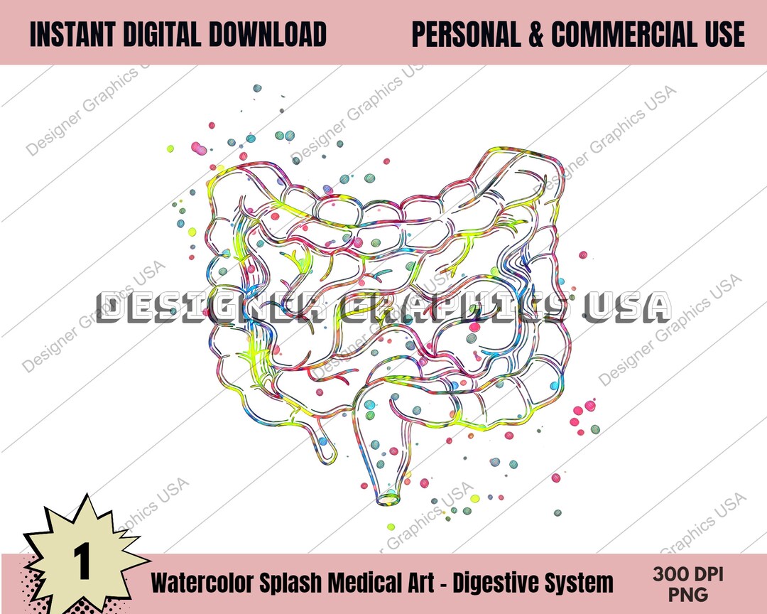 Digestive System Human Medical Anatomy PNG Art Print Wall Art Medical ...