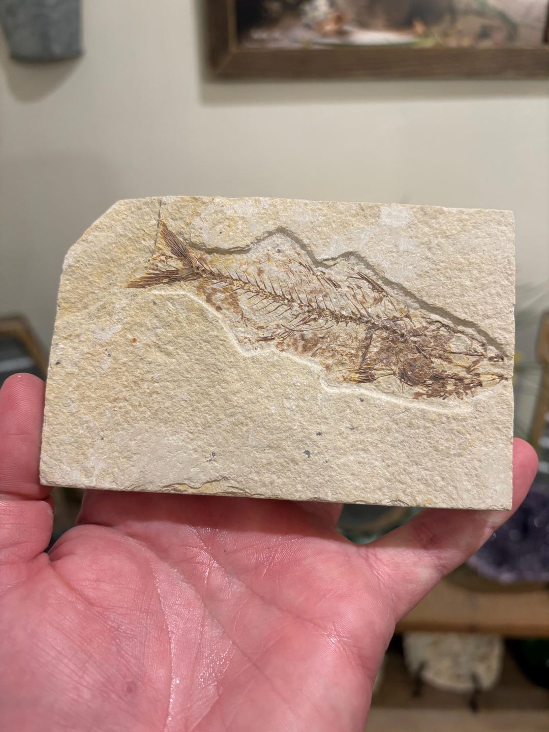 Knightia Fish Fossil - Etsy
