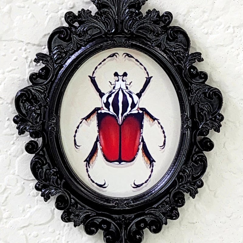 Framed Insects - Etsy
