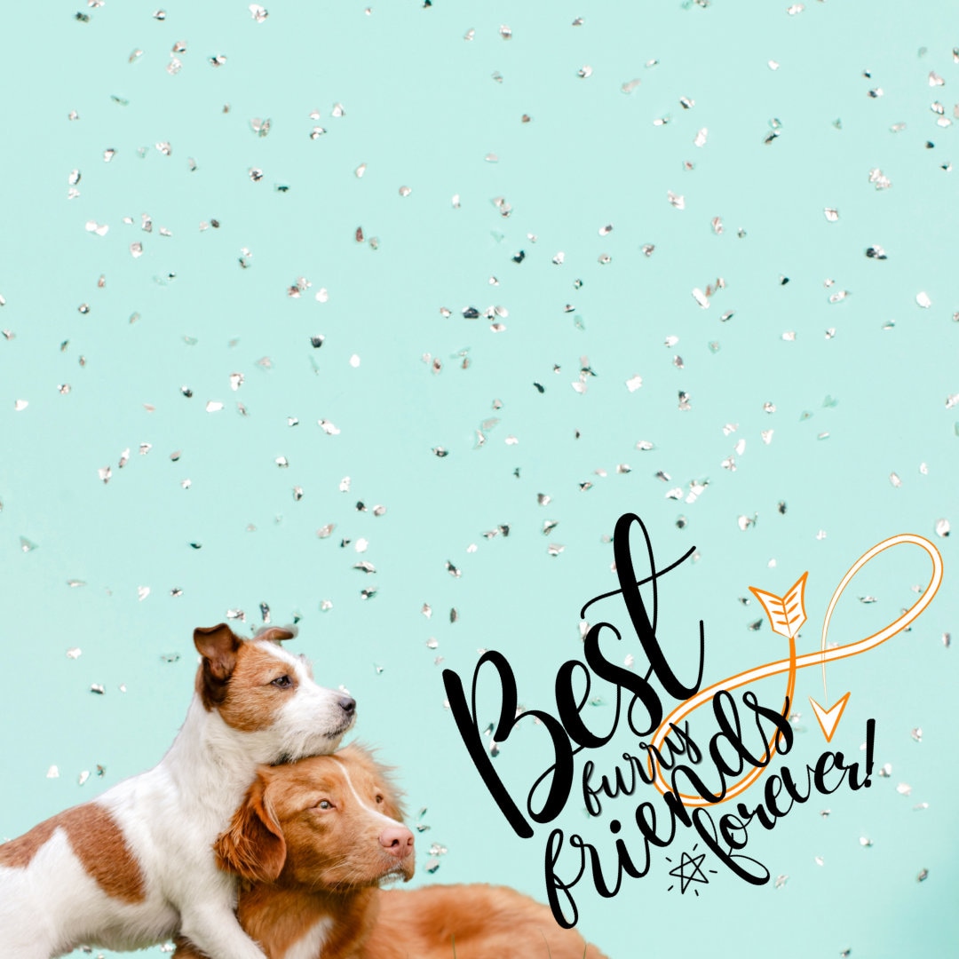 Pet PNG Best Furry Friends Forever - Etsy