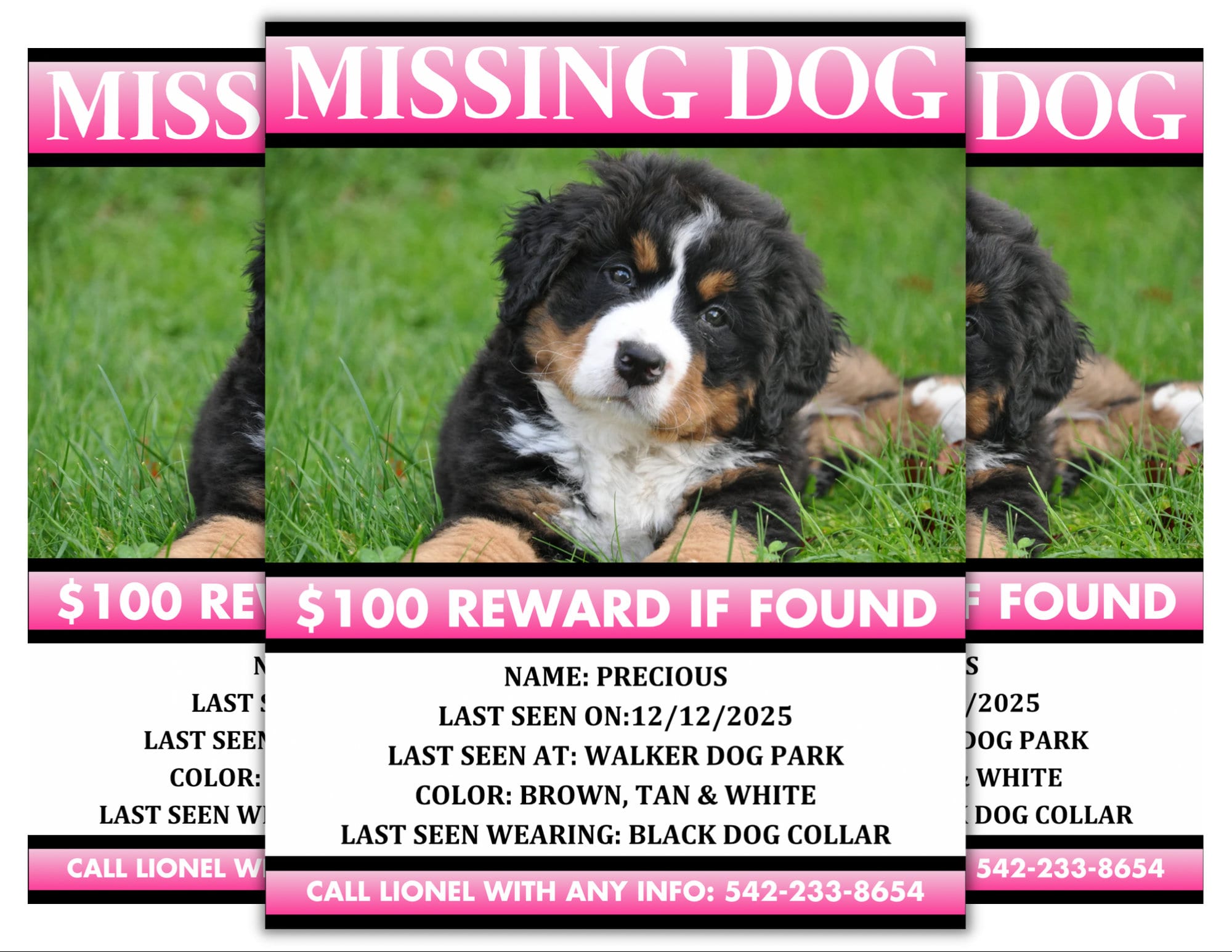 Editable Pink & Black Missing Dog Flyer Template, Missing Dog Poster - Etsy