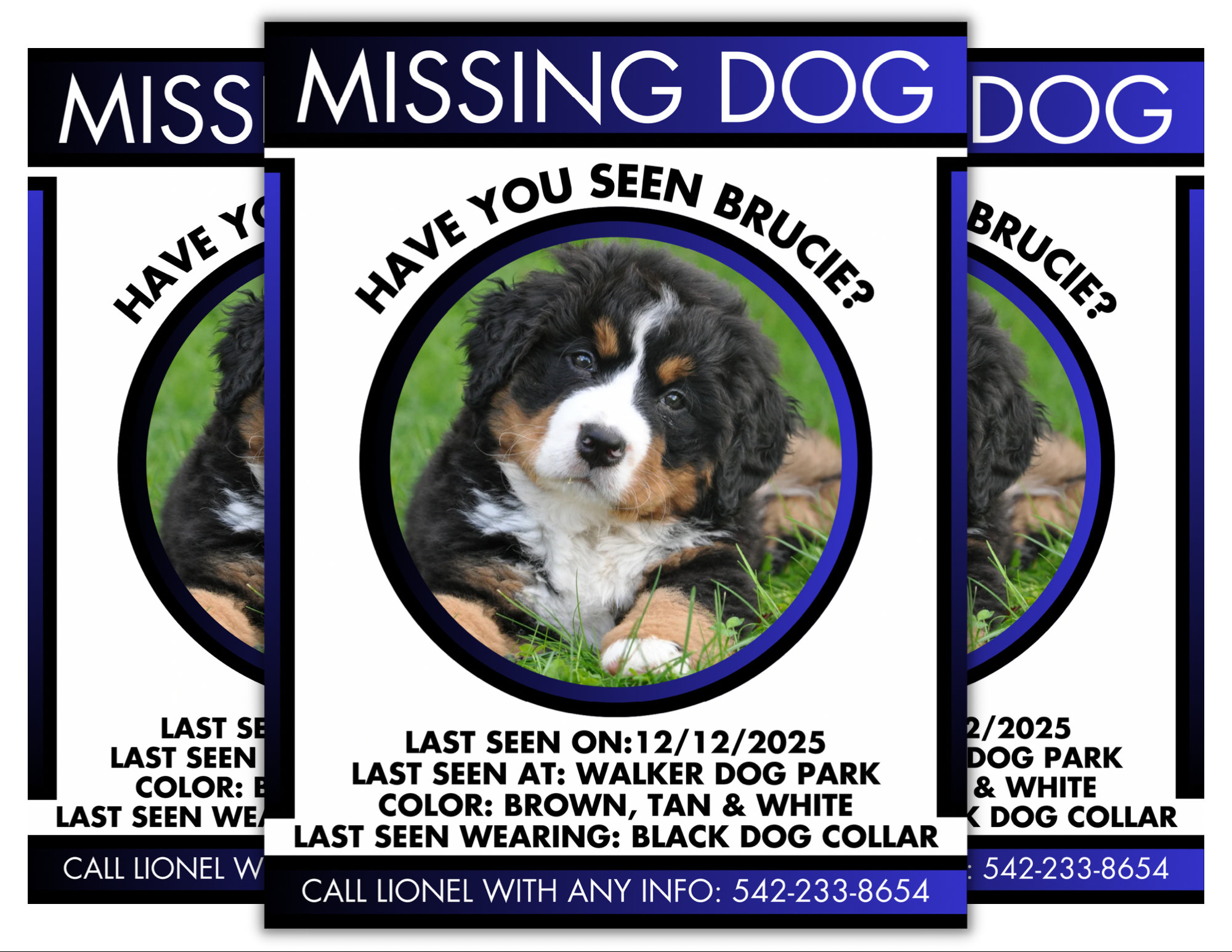 Editable Blue & Black Missing Dog Flyer Template, Missing Dog Poster - Etsy