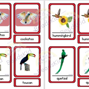 Montessori Exotic Birds-3 Part Cards-three Part Cards-montessori Cards ...
