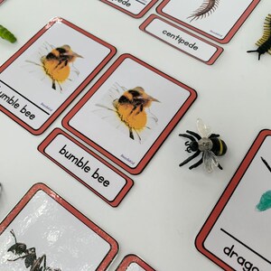 Montessori Insects-3-part Cards-three Part Cards-montessori Cards and ...