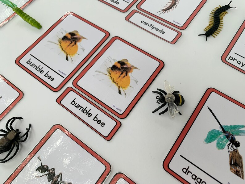 Montessori Insects-3-part Cards-three Part Cards-montessori - Etsy