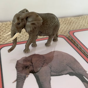 Montessori African Animals-3 Part Cards-three Part Cards-montessori ...