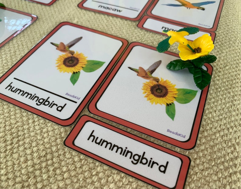 Montessori Exotic Birds-3 Part Cards-three Part Cards-montessori Cards ...