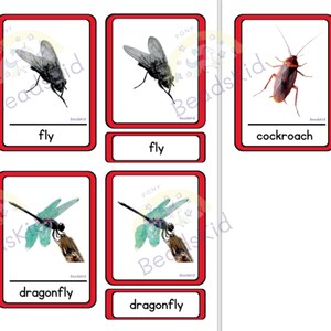 Montessori Insects-3-part Cards-three Part Cards-montessori Cards and ...
