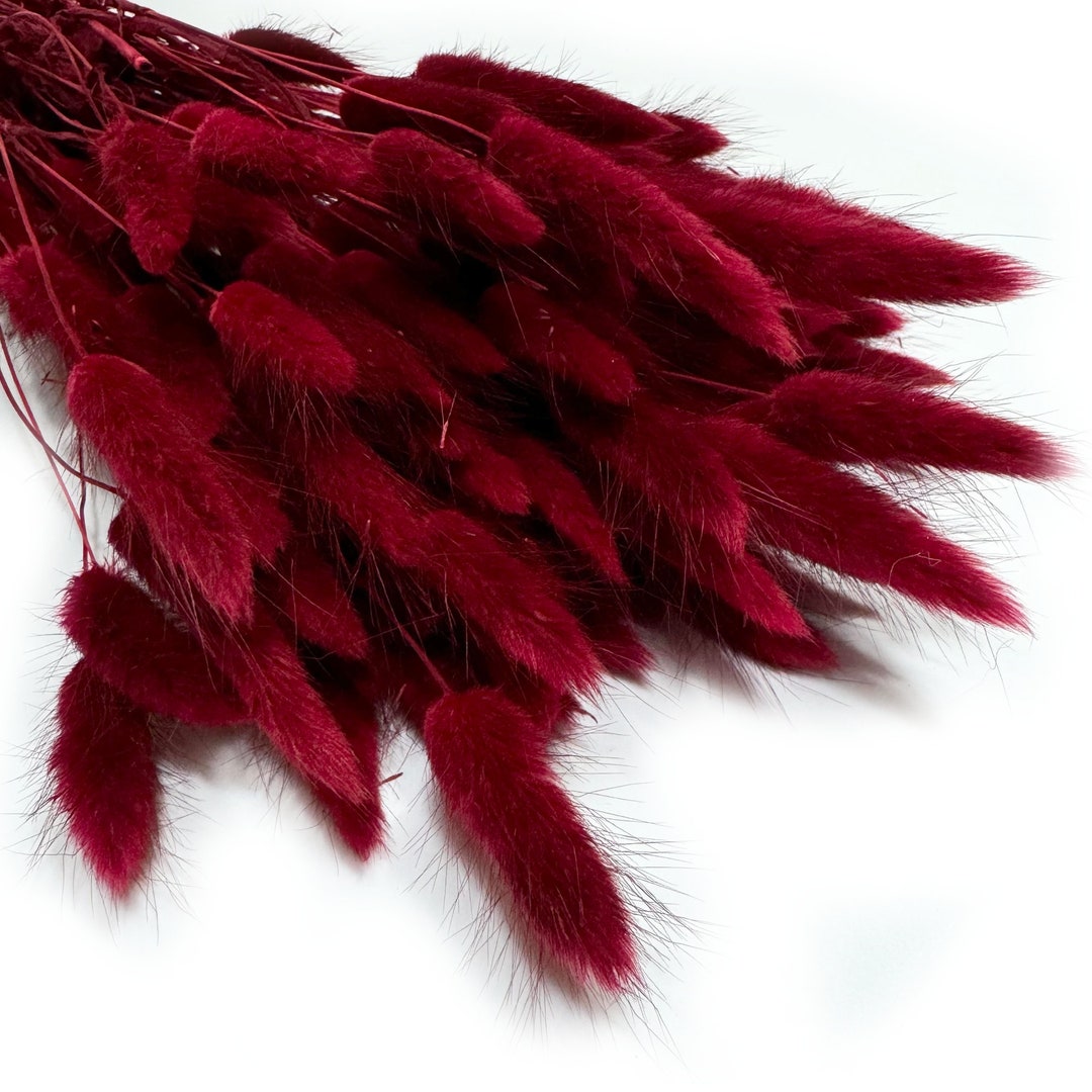 150 Lagurus Claret, Bunny Tails, Dried Flowers, Wedding, Cake ...