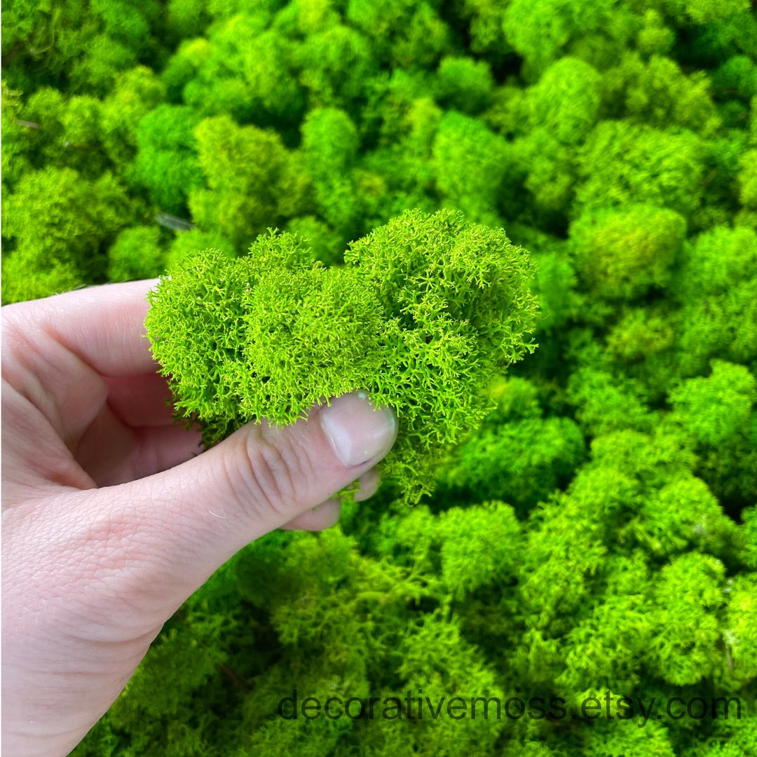 Preserved Green Moss Finnish Moss Reindeer Moss 2 COLORS - Etsy