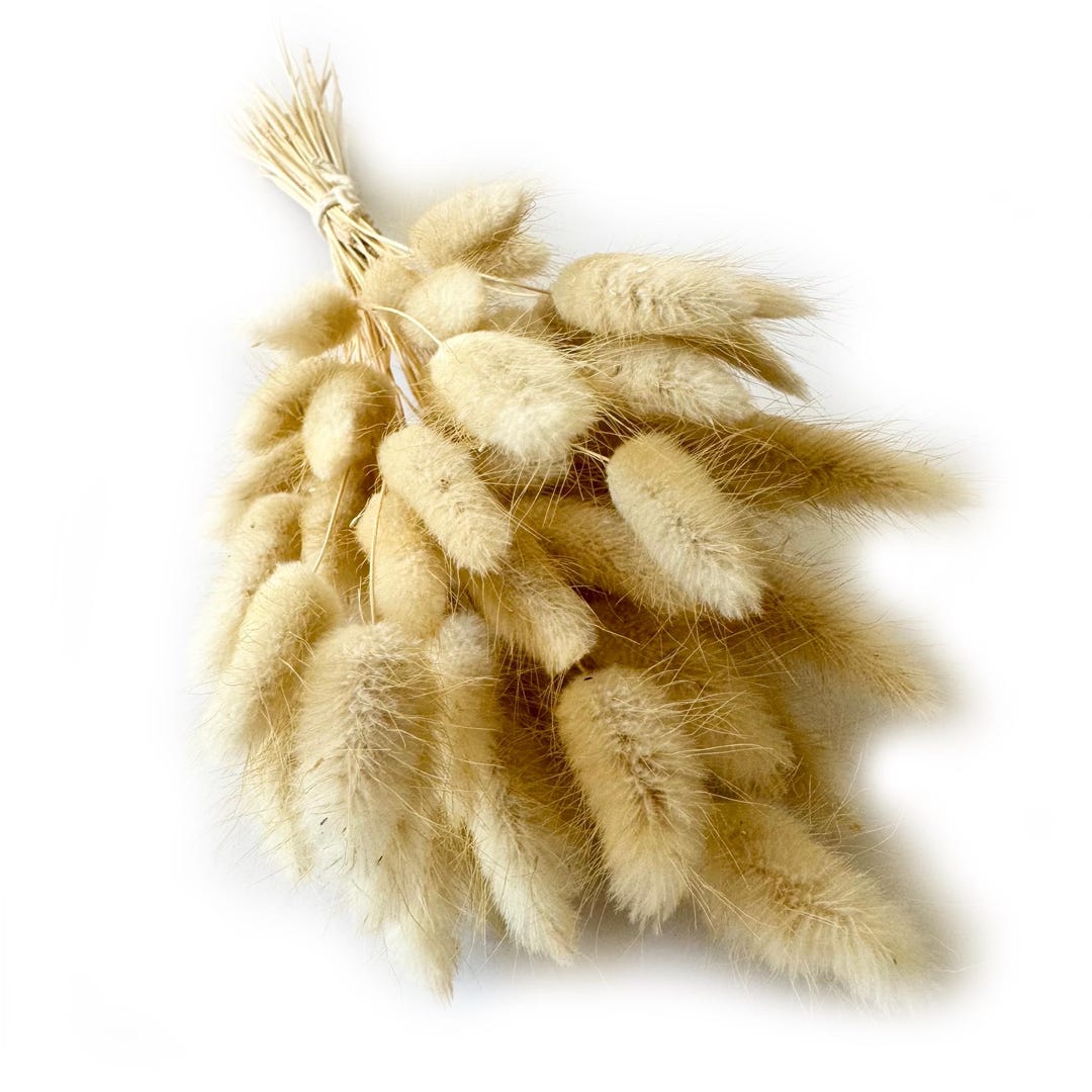 50 Lagurus Creamy, Bunny Tails, Dried Flowers, Wedding, Cake Decoration ...
