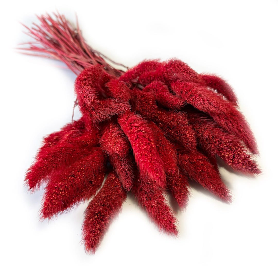 Dried Setaria Red, Setarea Dried Flowers, Foxtails, Floral Wedding ...