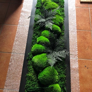 Moss Image With Preserved Spherical and Flat Mosses, Image of Moss ...