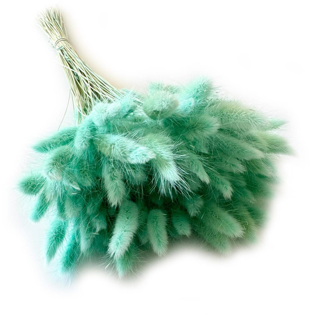 150 Lagurus Mint, Bunny Tails, Dried Flowers, Wedding, Cake Decoration ...