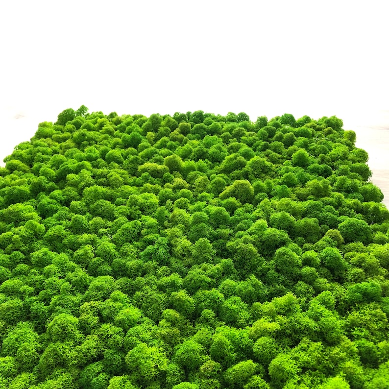 Green Wall Panel Moss Tile Panel With Reindeermoss - Etsy