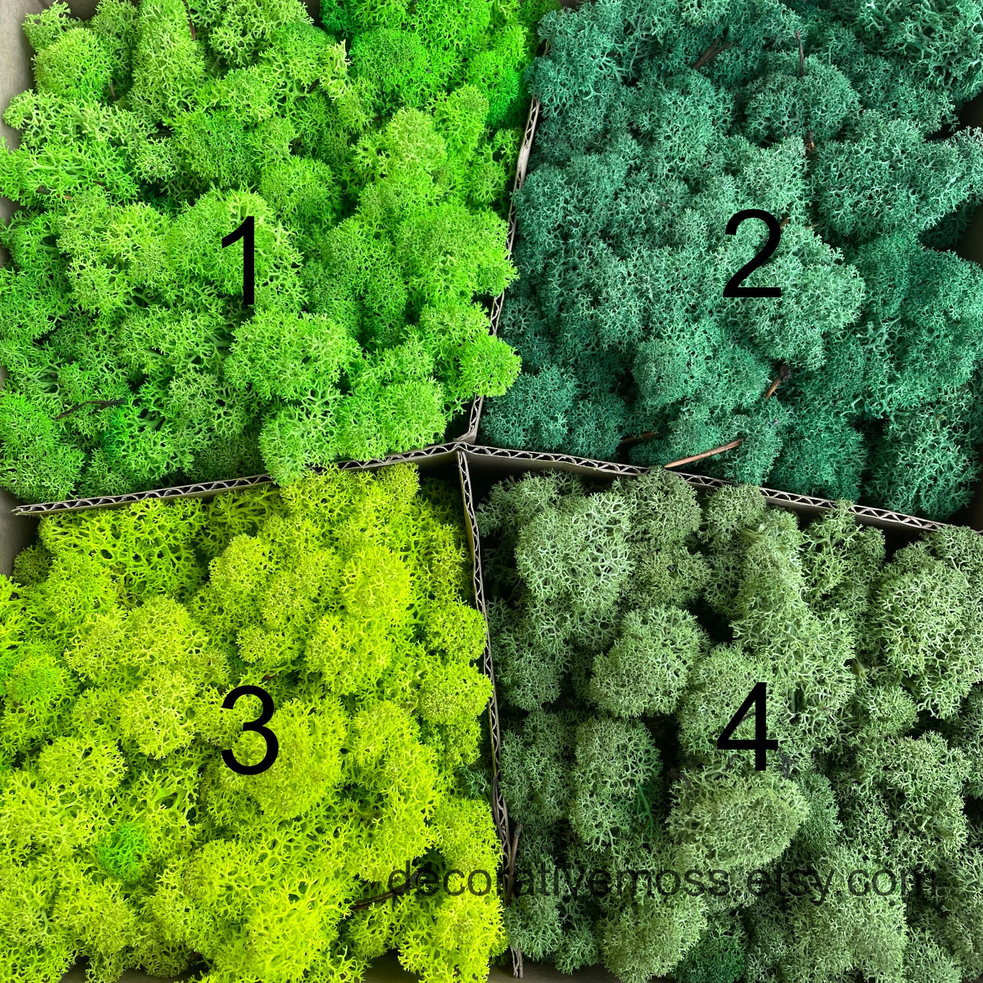 Preserved Green Moss Reindeer Lichen 4 COLORS Art Wall - Etsy