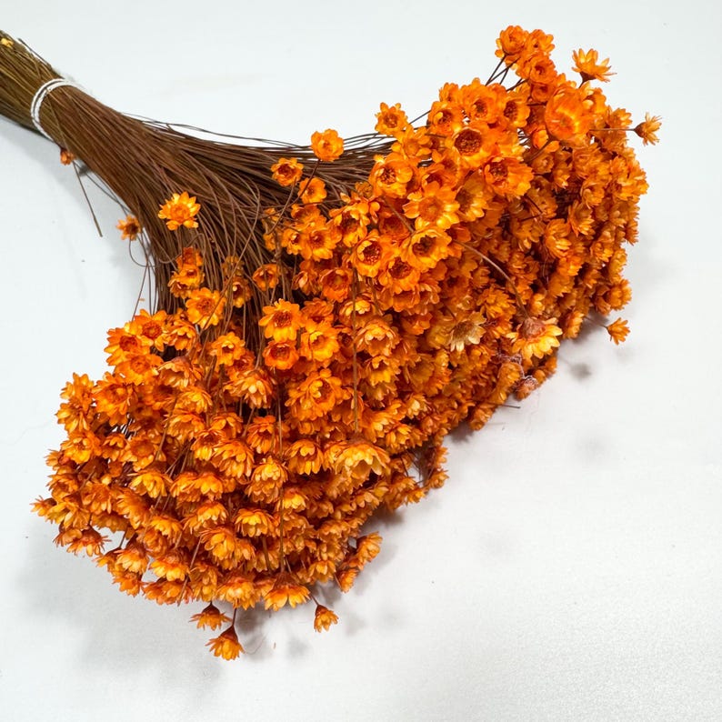 800 Dried Glixia Flowers, Orange, Natural Bouquet of Flowers, Wedding ...