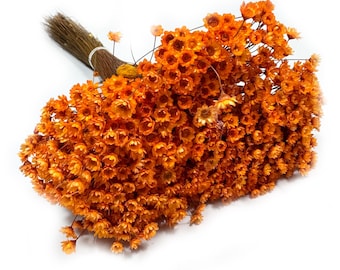 800 Dried Glixia Flowers, Natural Bouquet of Flowers, Wedding ...