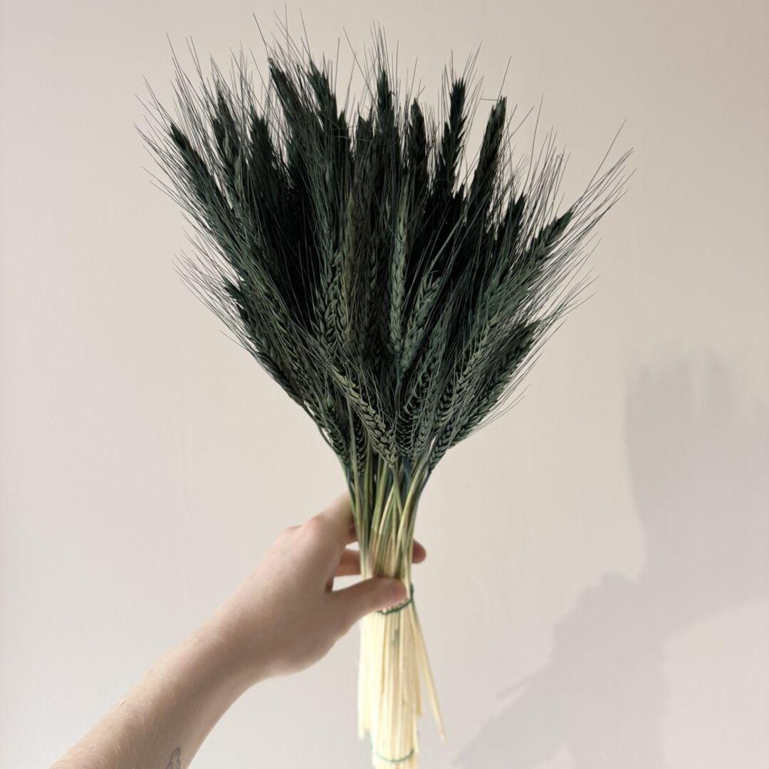 Dried Triticale Dark Dark Green, Dried Flowers, Floral Wedding Decor ...