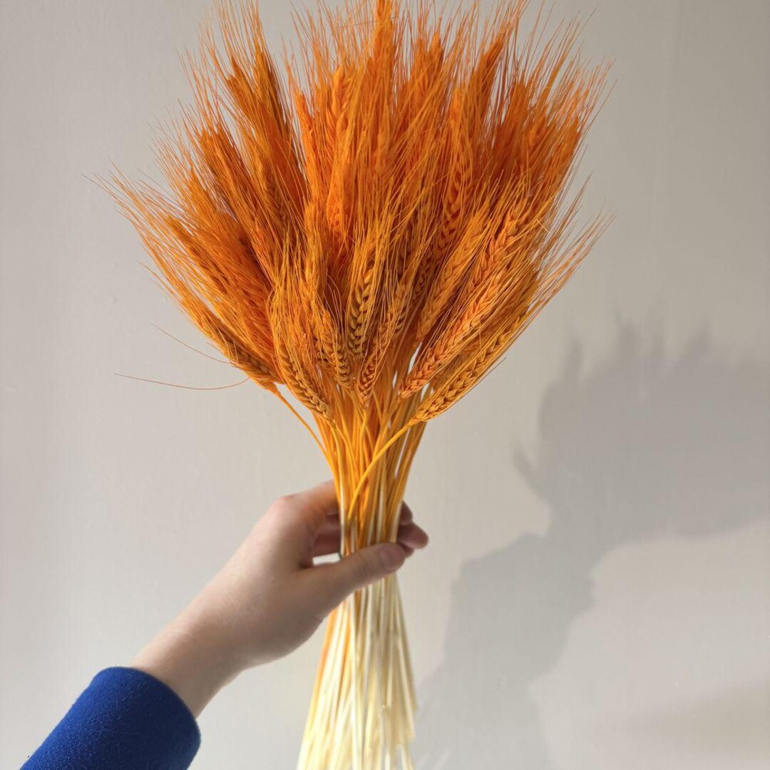 Dried Triticale Orange, Dried Flowers, Floral Wedding Decor, Dried ...